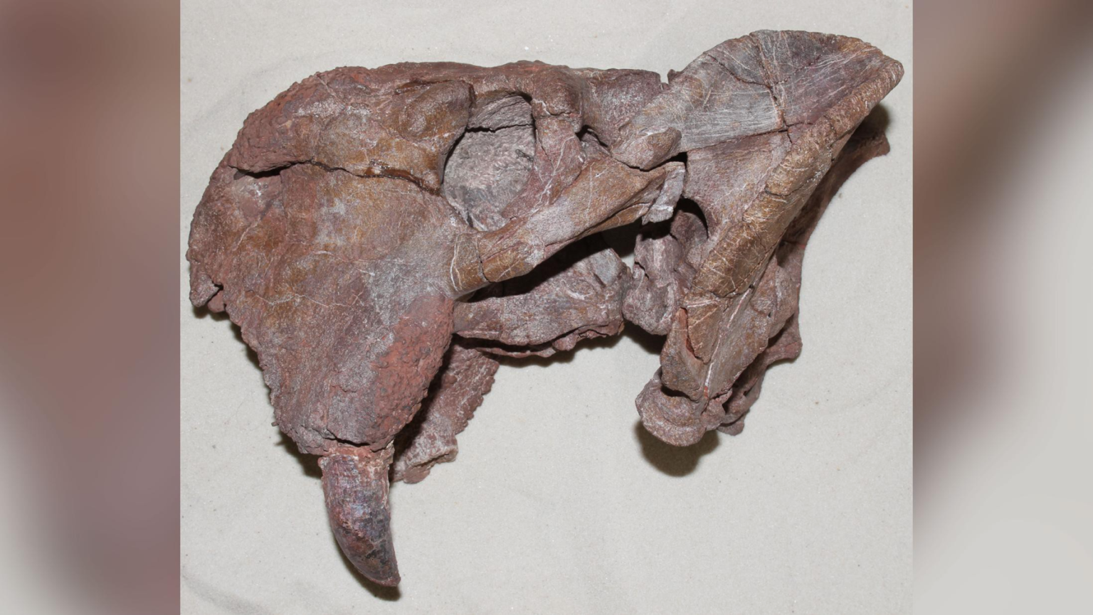 Why do only mammals have tusks? Study traces their surprising origins ...