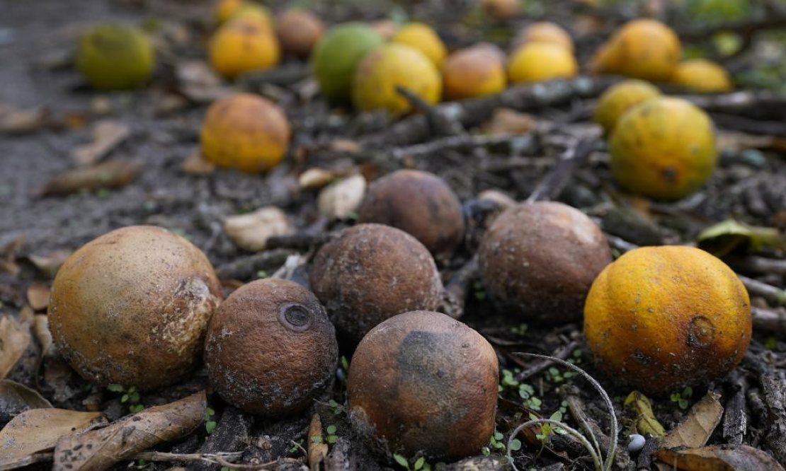 Waterlogged wheat, rotting oranges: five crops devastated by a year of ...