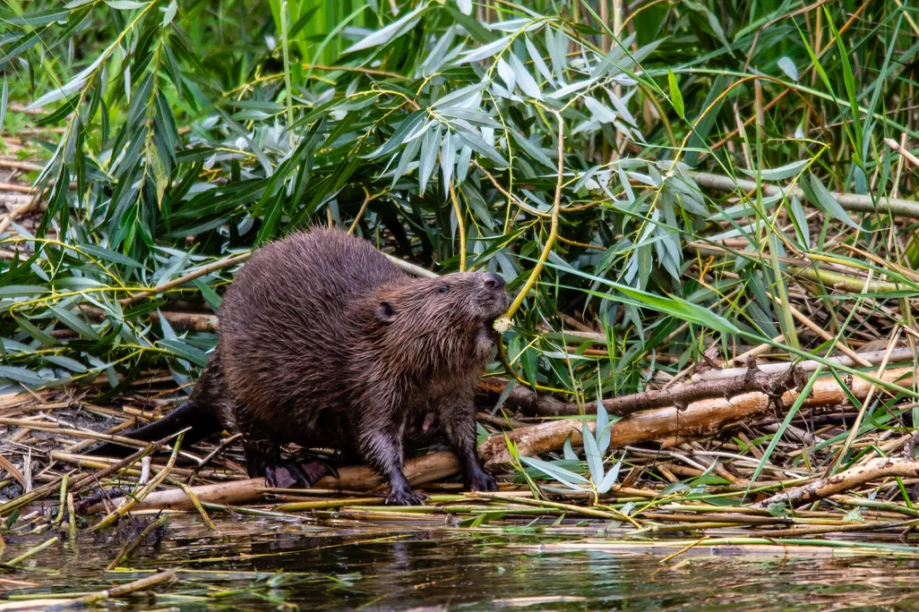 Beavers are Dam Good for Biodiversity, Bringing Bats, Butterflies and ...